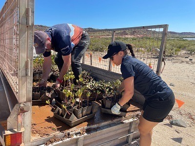 Many hands make plants grow - Murujuga Aboriginal Corporation (MAC)